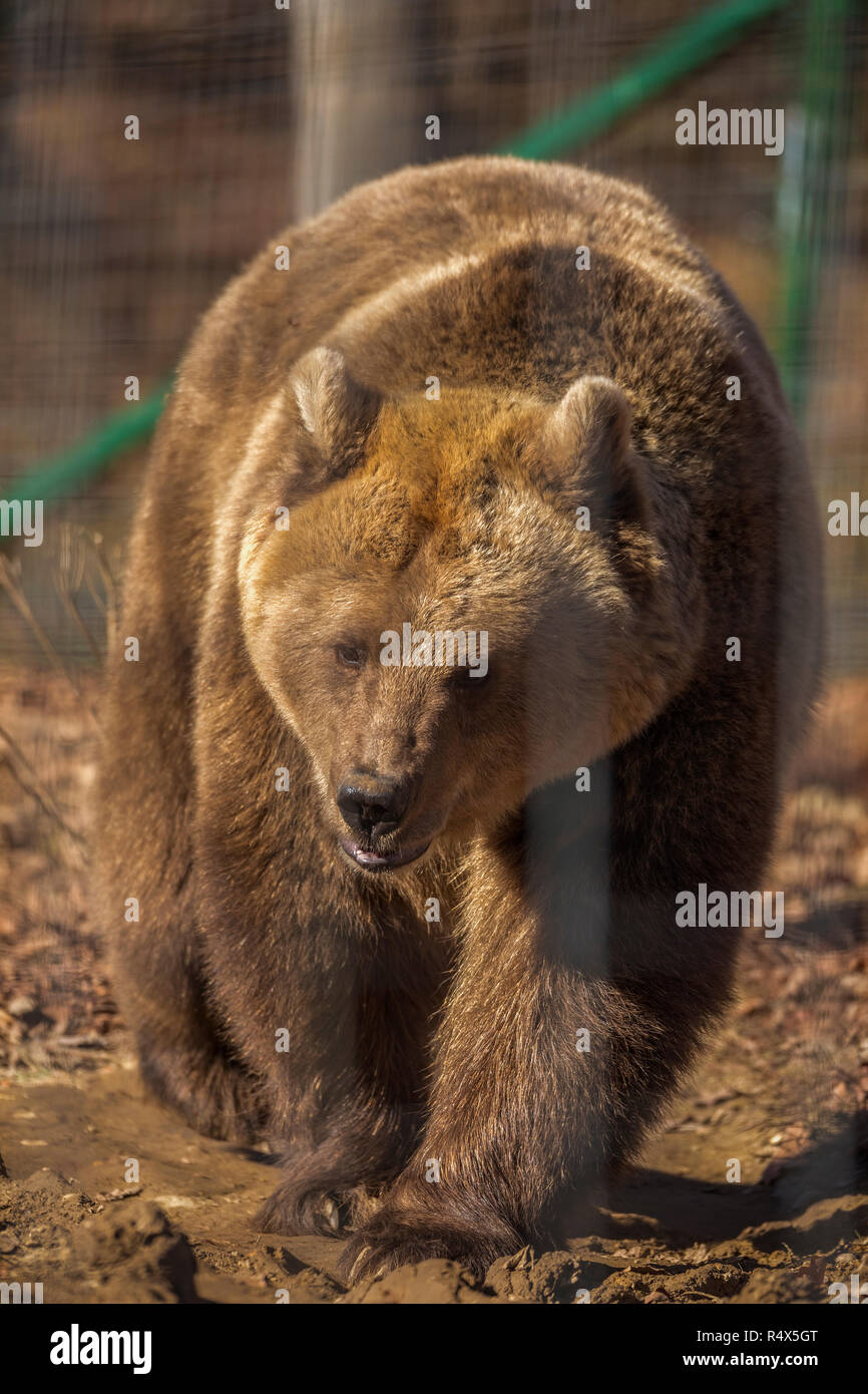 Ursus prison hi-res stock photography and images - Alamy