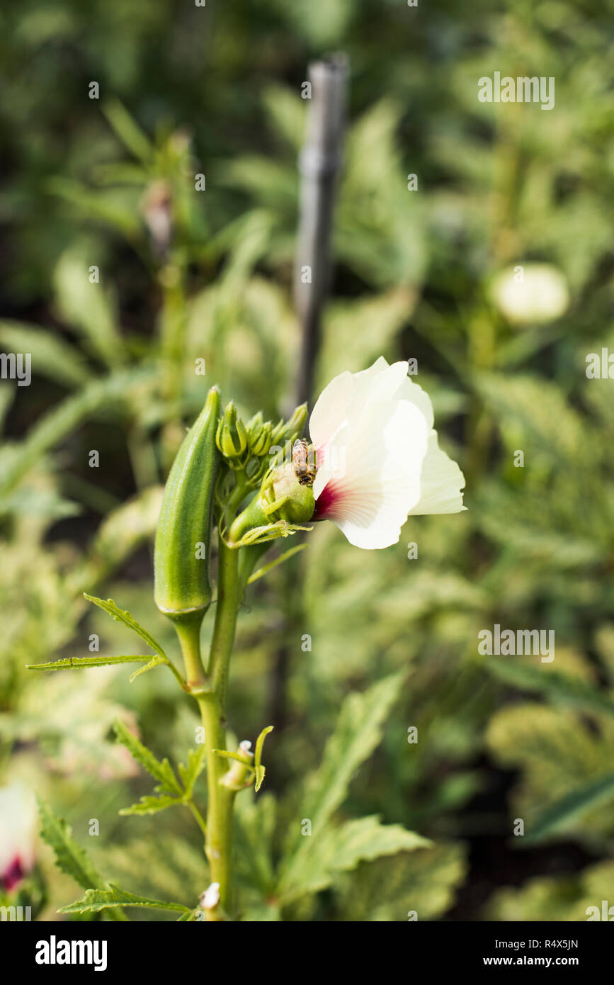 Okra plant hi-res stock photography and images - Alamy