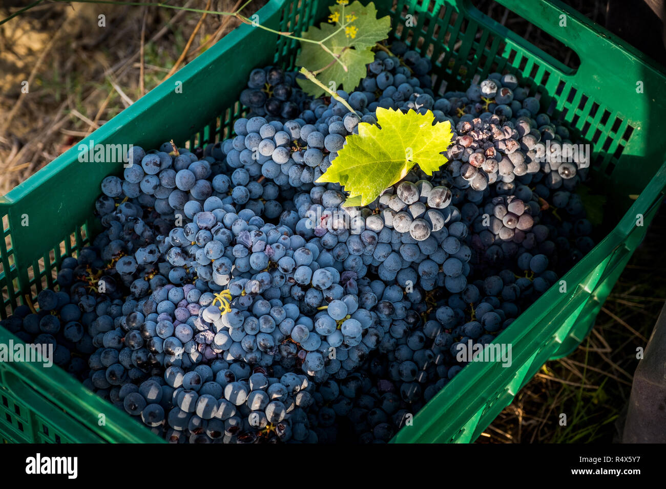 Peccioli, Pisa, Tuscany - Countryside landscape in the valley of ...