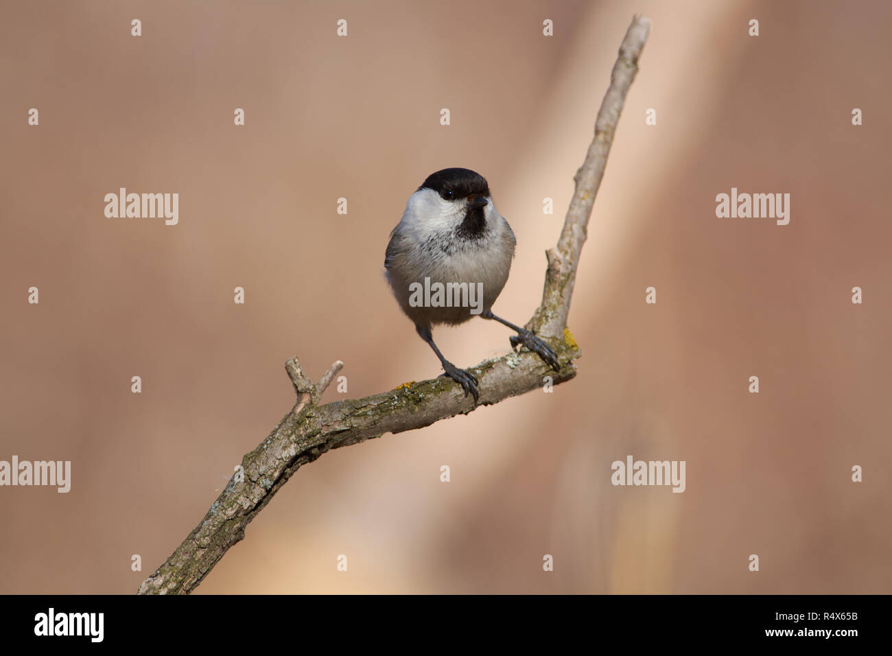 Willow tit (Poecile montanus) sits on a twig, legs tilted, on the ...