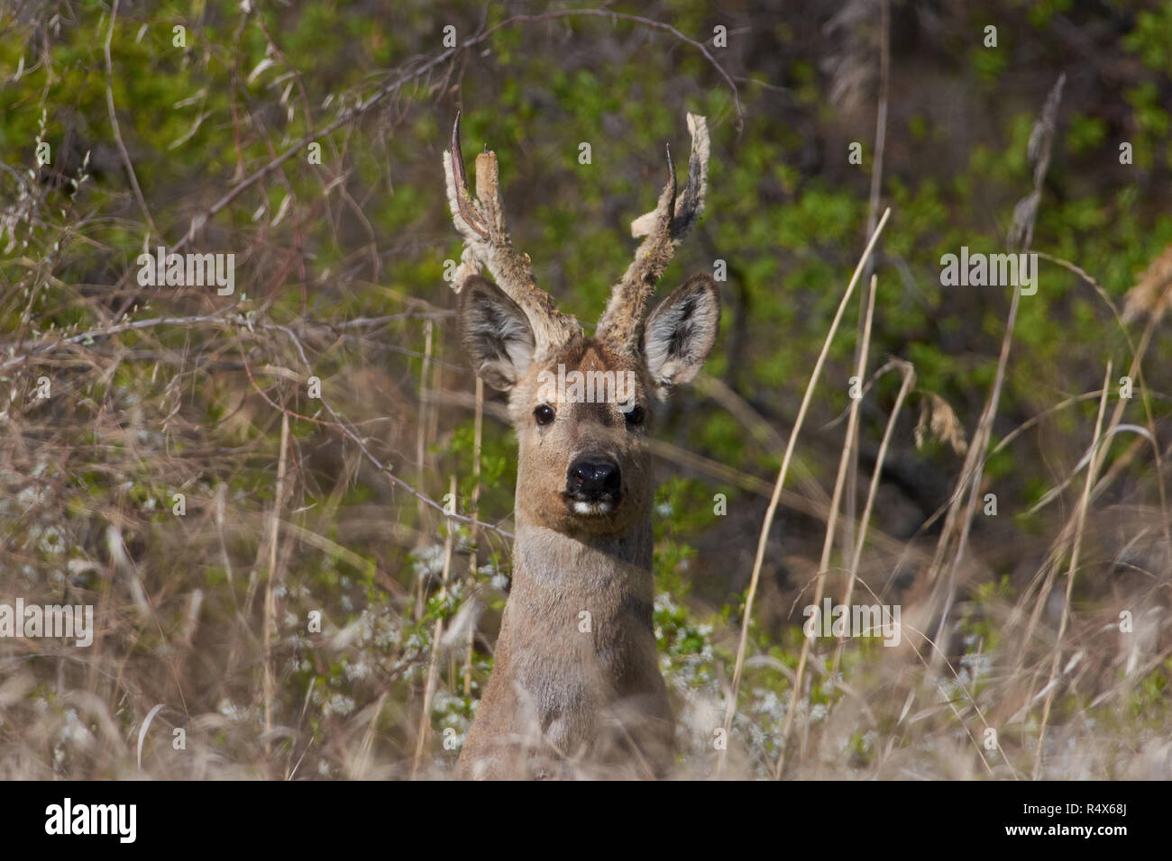 Siberian roe deer (capreolus pygargus) stands on the trail on the edge ...