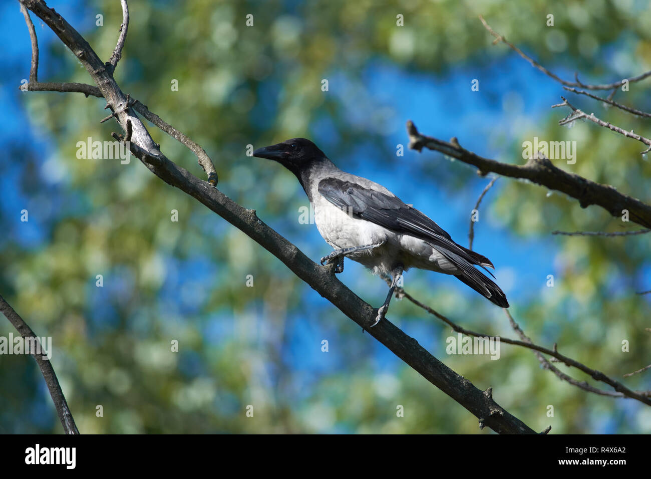 Yellow-beaked chick of hooded crow (Corvus cornix) sits on a branch ...