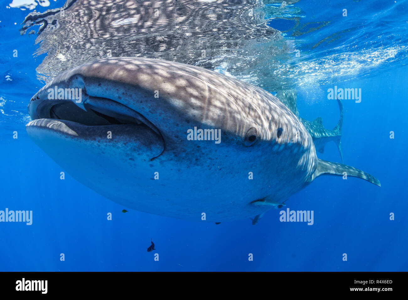 Friendly whale hi-res stock photography and images - Alamy