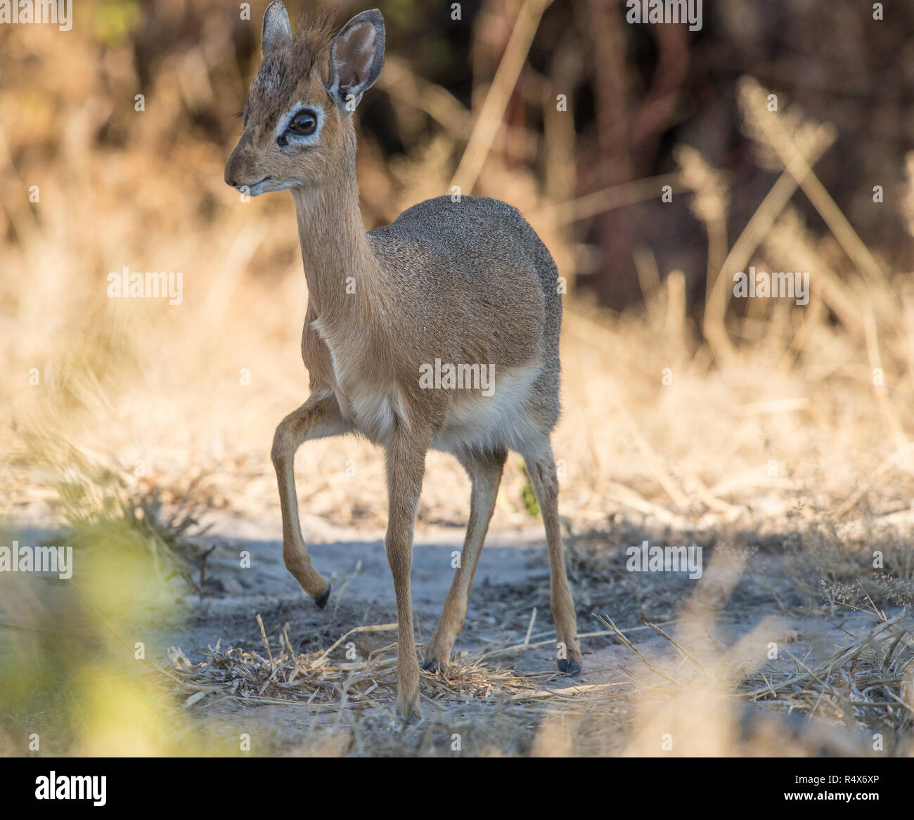 Dik dik standing in grass hi-res stock photography and images - Alamy