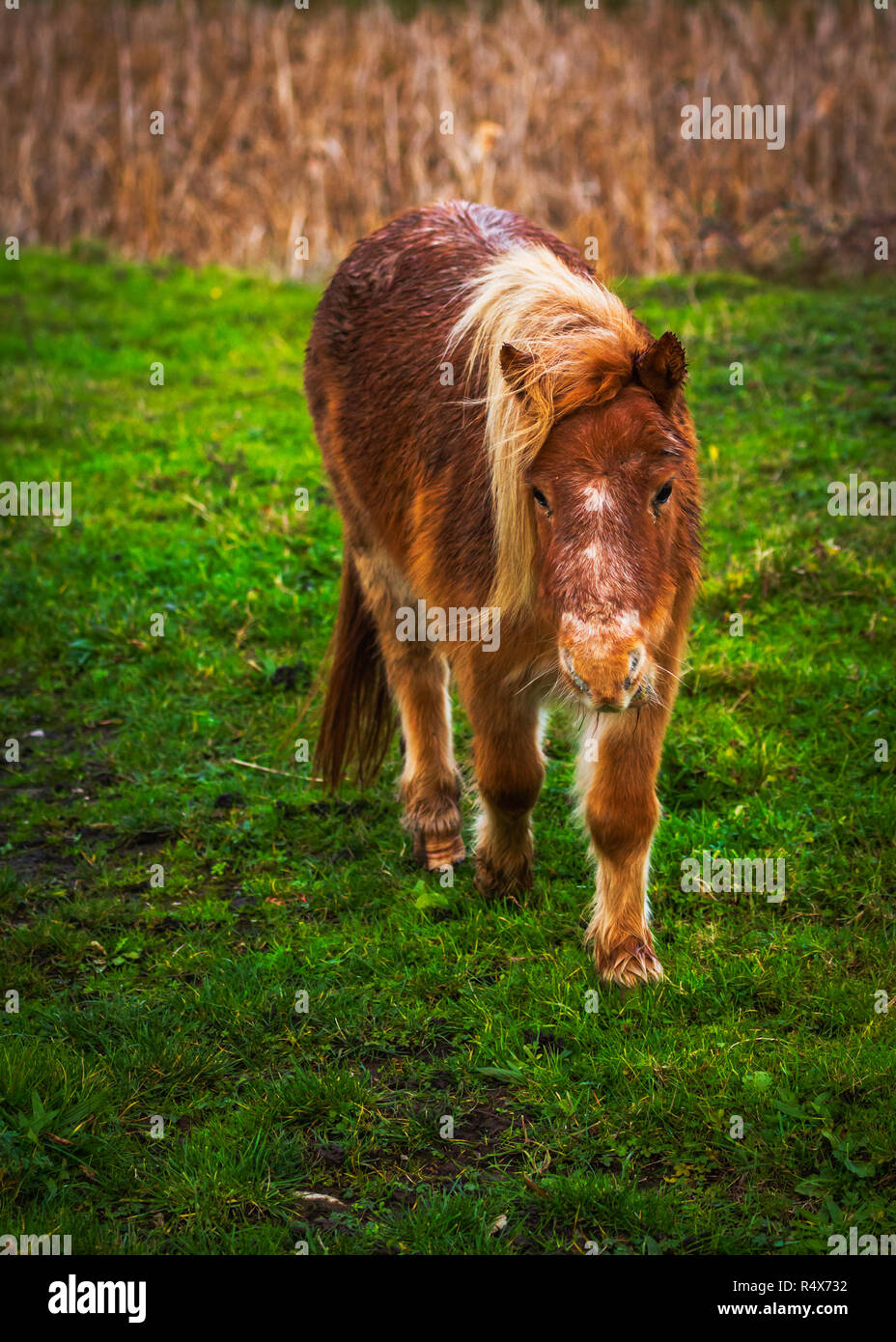Two Shetland Ponies Grazing In High Resolution Stock Photography and ...