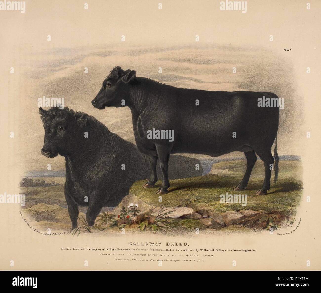 The Galloway Breed. The Breeds of the Domestic Animals ... London, 1842 ...