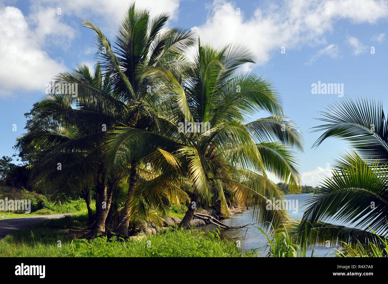 A Cluster of Palm Trees with a View of the Sea Stock Photo - Alamy