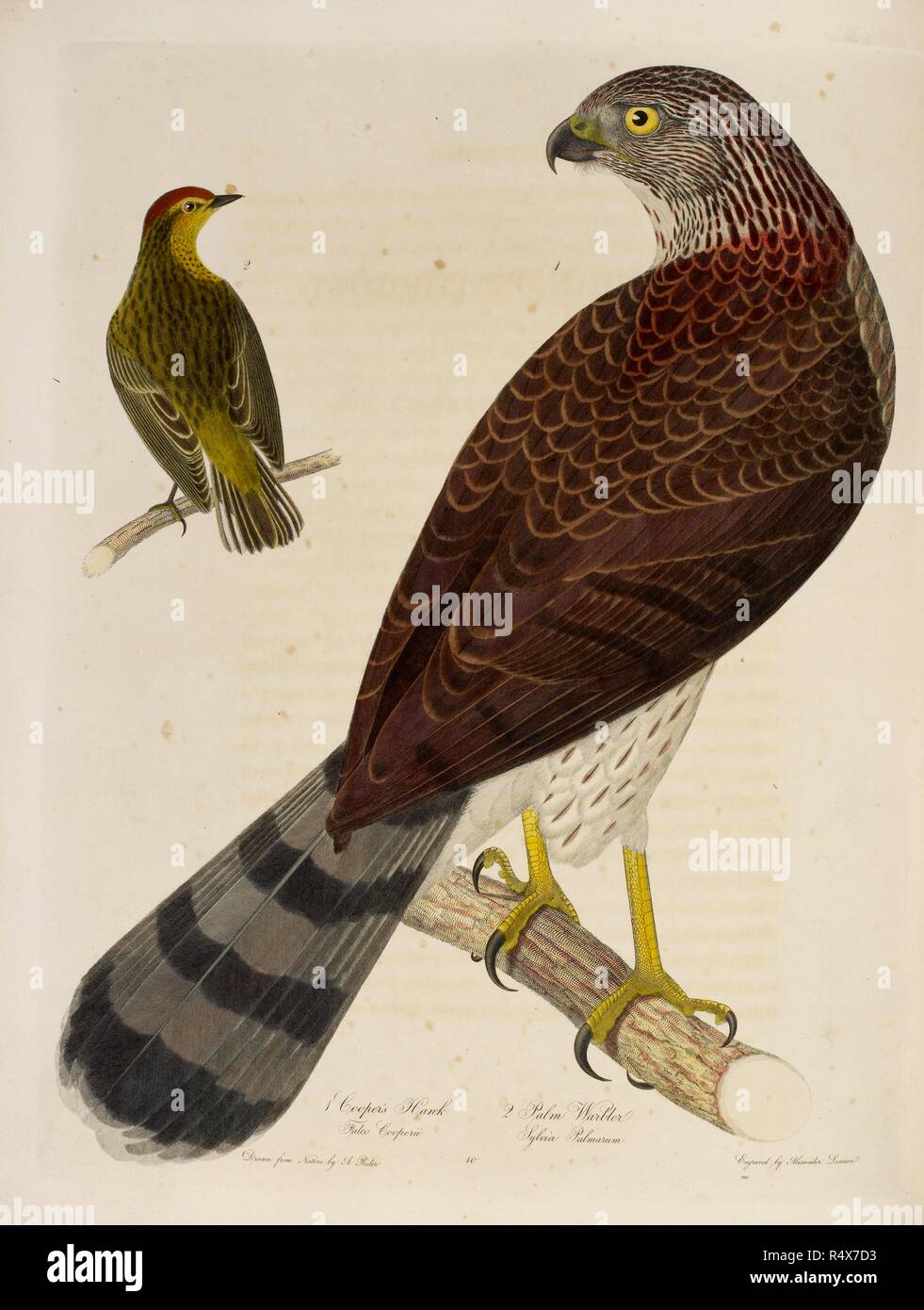 Wilson hawk hi-res stock photography and images - Alamy