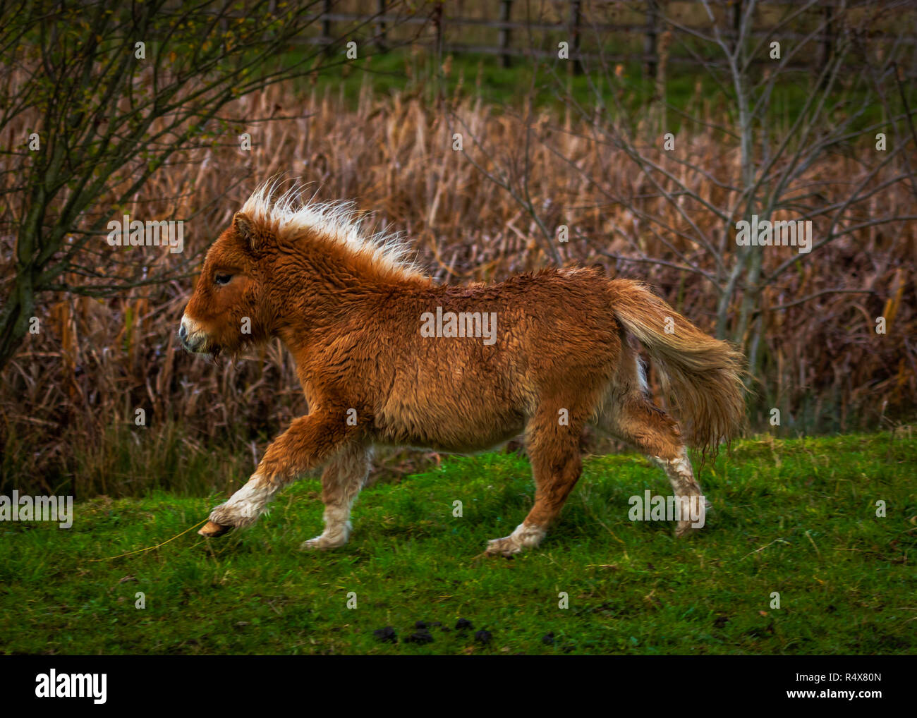 Two small ponies in a roadside field Stock Photo - Alamy