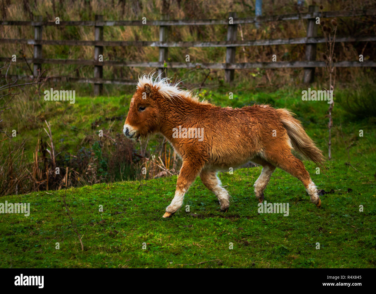 Two small ponies in a roadside field Stock Photo - Alamy