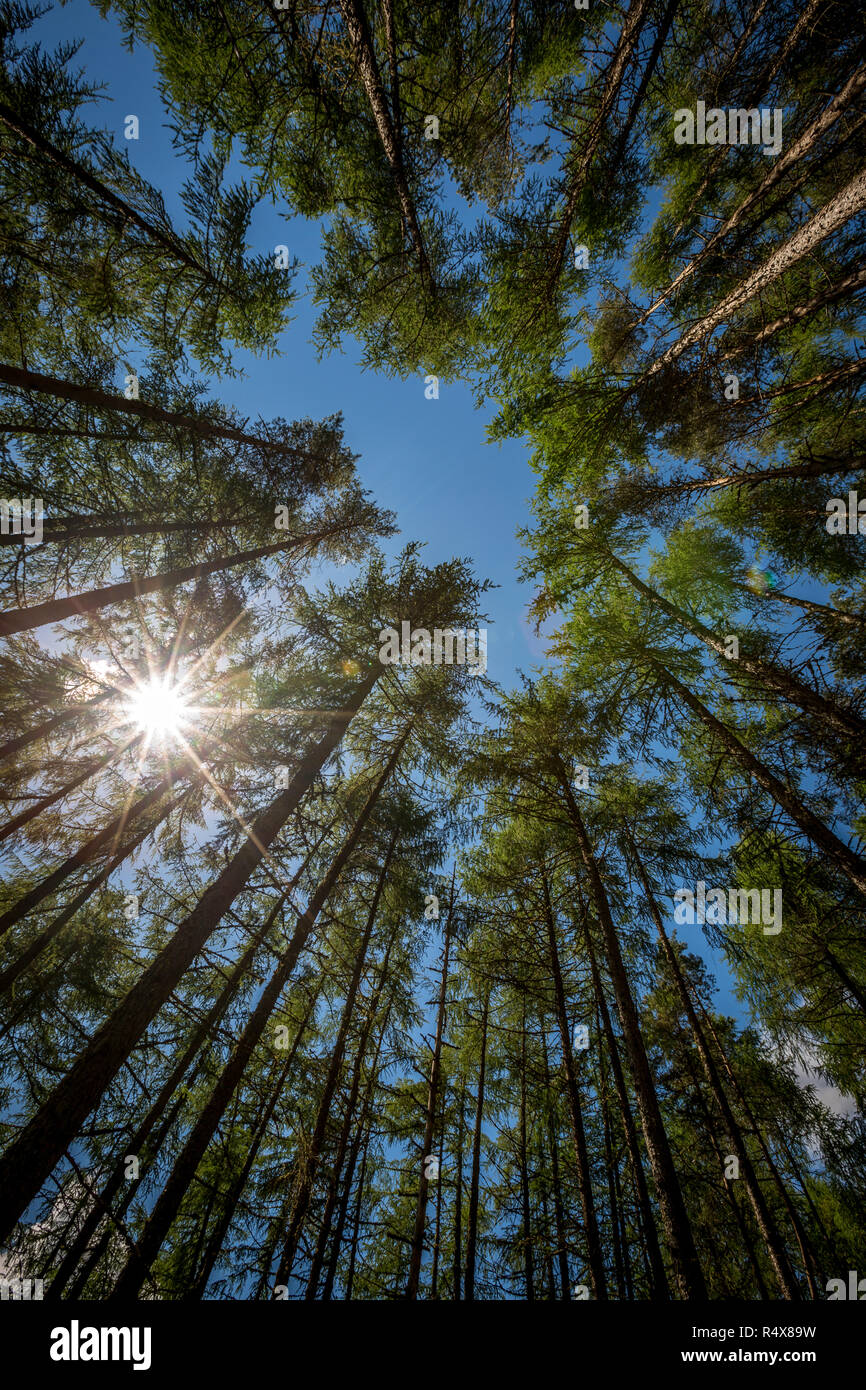 Tall straight giant trees hi-res stock photography and images - Alamy