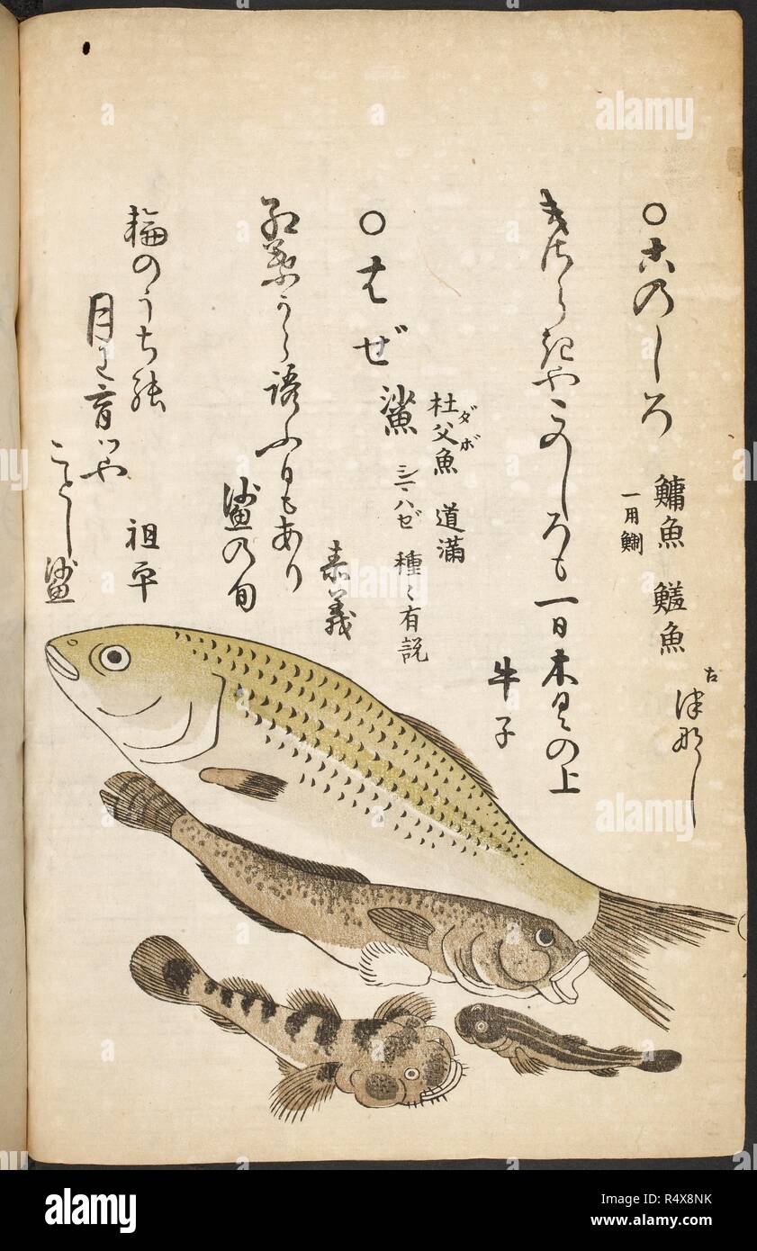 Four fish. Umi no sachi [The Bounty of the Sea]. Edo [Tokyo], Japan ...