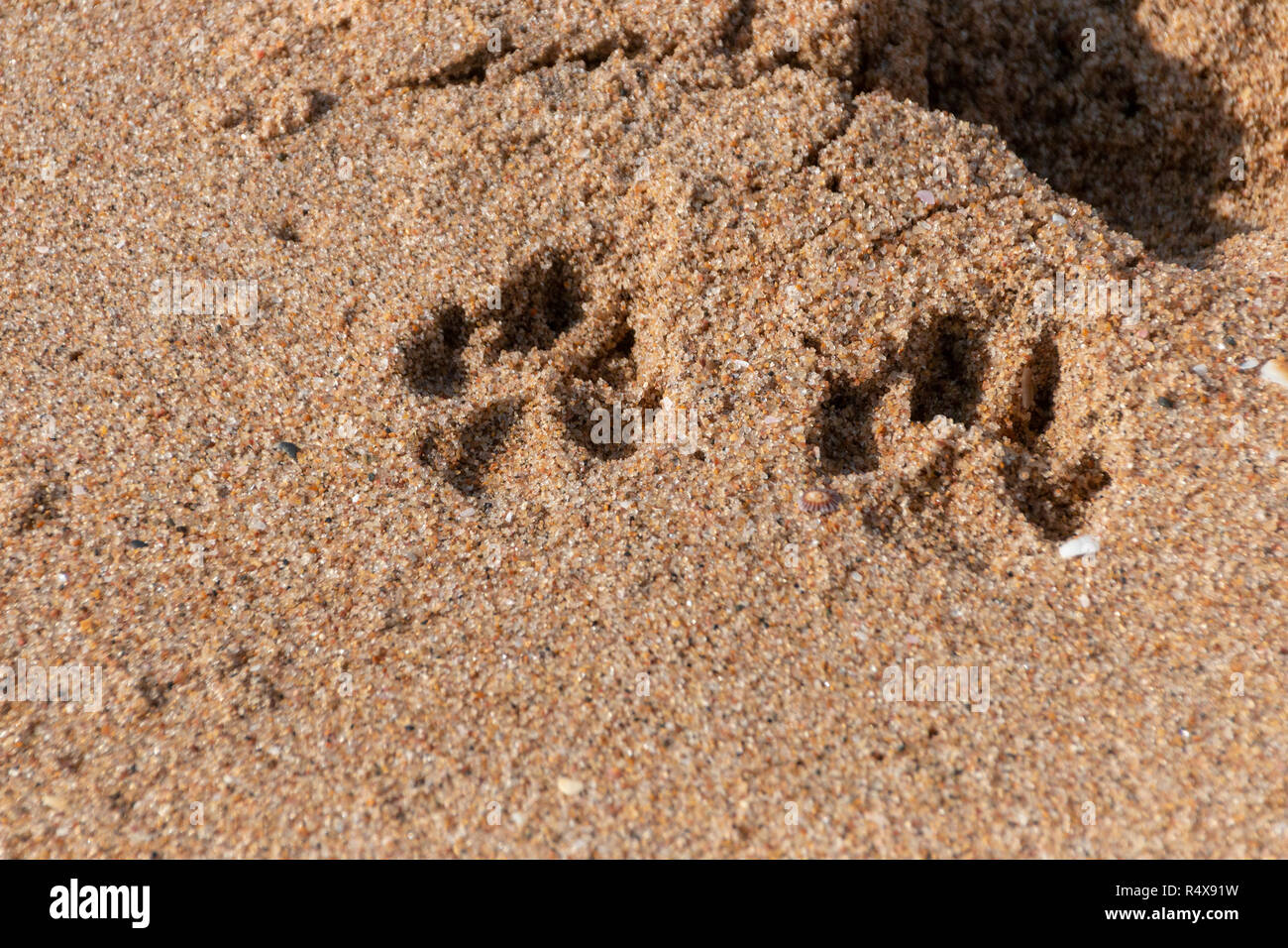 Two Paw Prints High Resolution Stock Photography and Images - Alamy