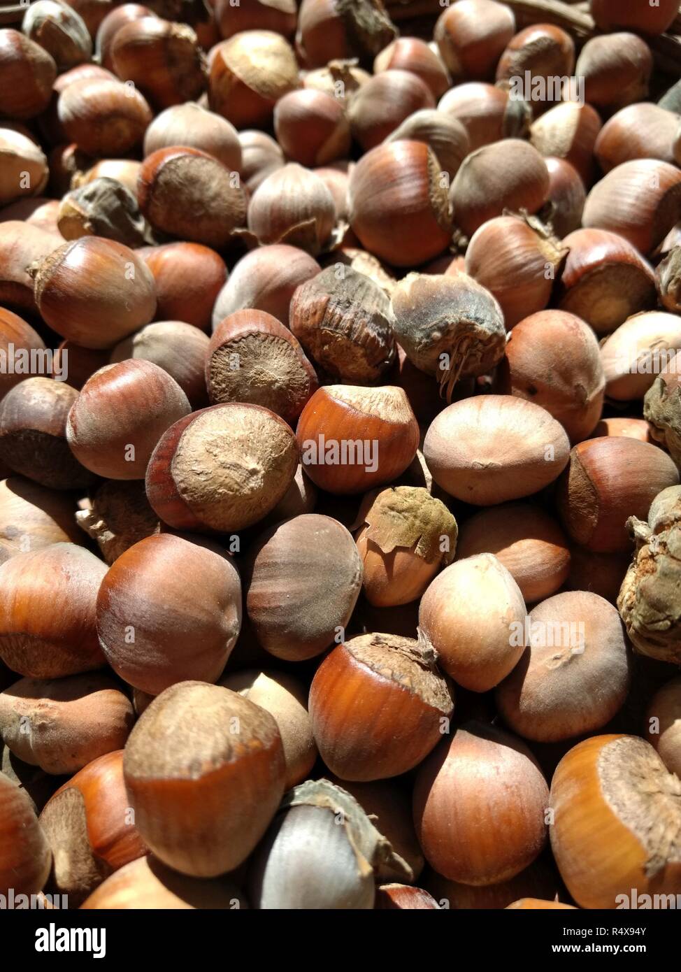 A close view of bunch of hazelnuts (Corylus avellana) without husk ...