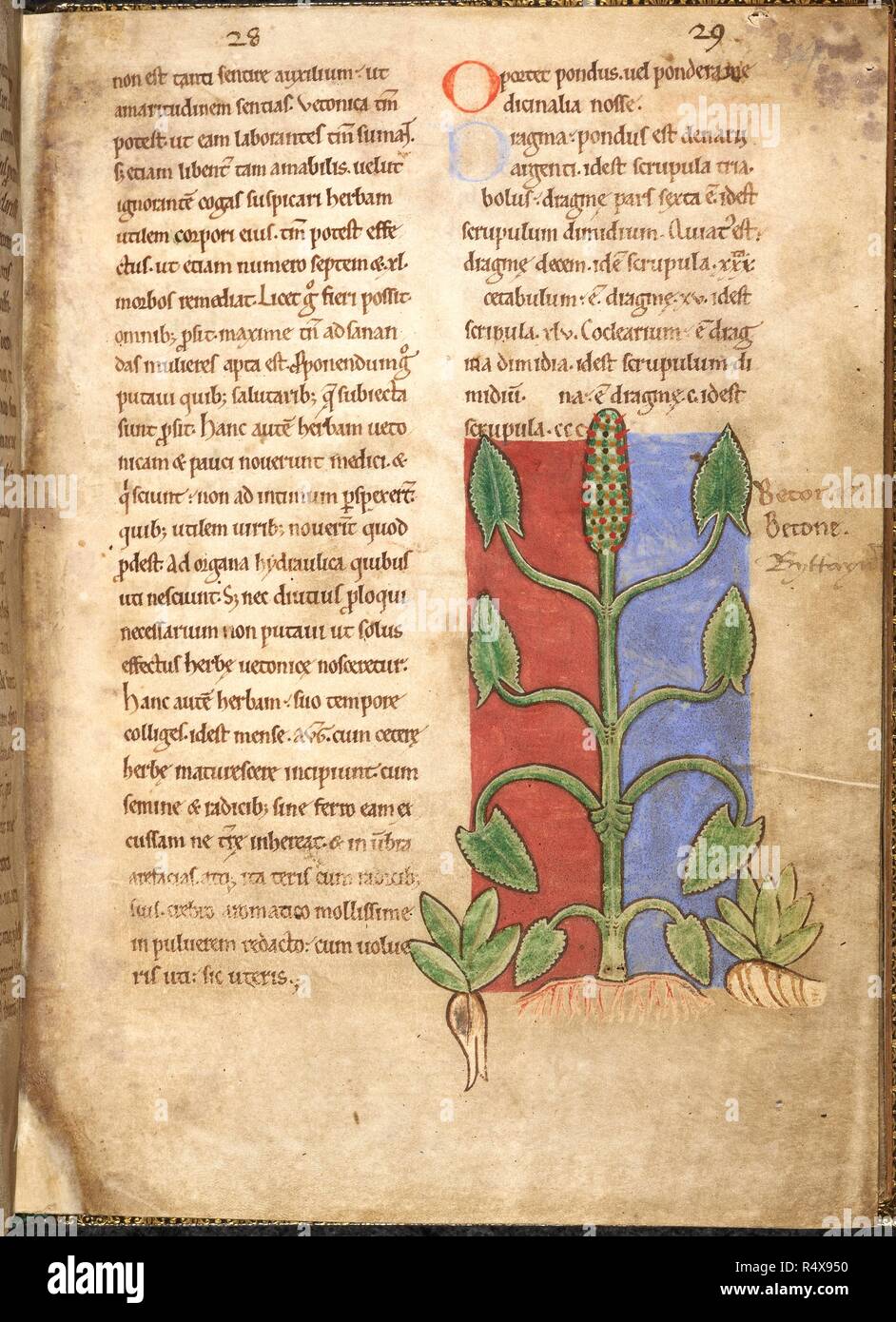 Page of illuminated manuscript. A herbal and bestiary Pharmacopoeia. A ...