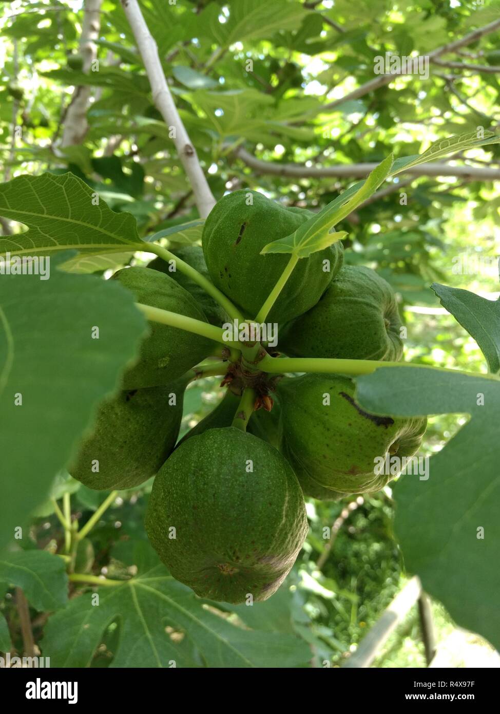 Caprifigs