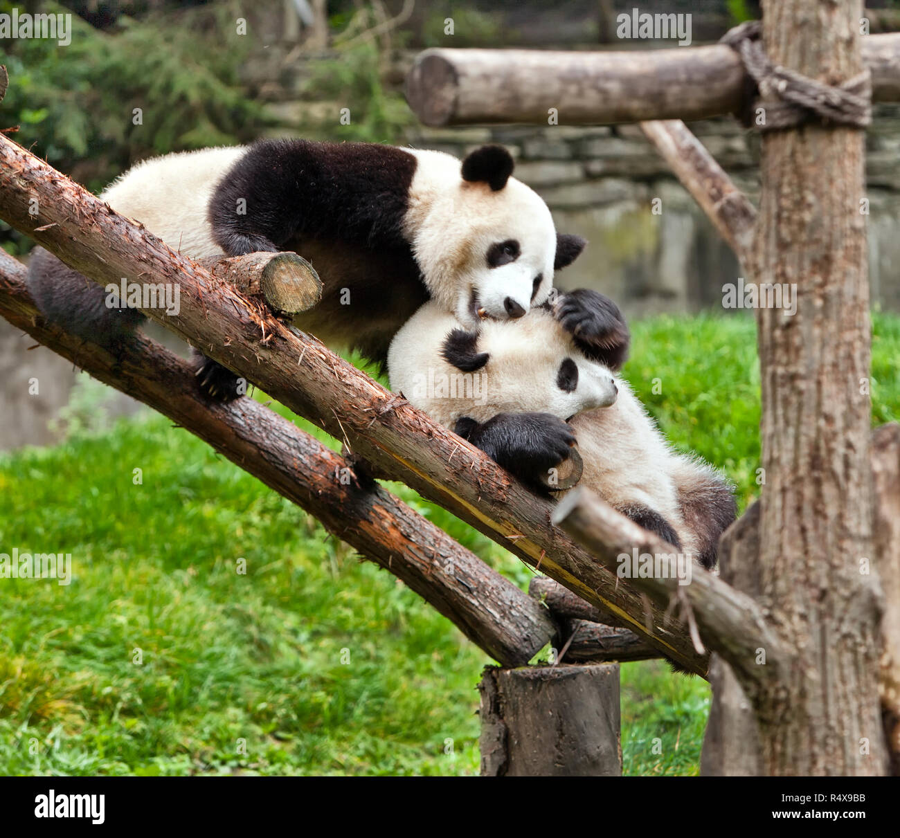 Giant Panda juveniles communicating on constructed log platform, Wolong ...