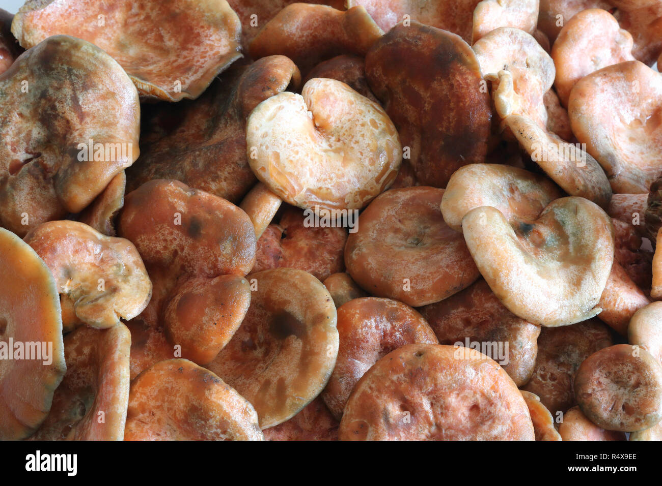 A close view of many saffron milk cap mushrooms (Lactarius deliciosus ...