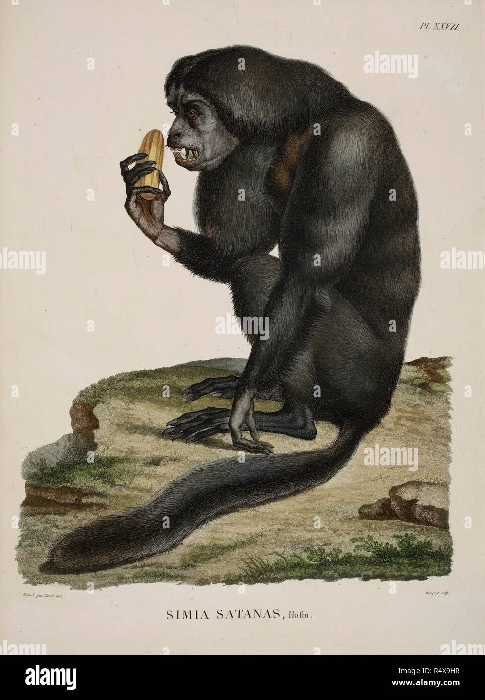 Simia satanas hi-res stock photography and images - Alamy