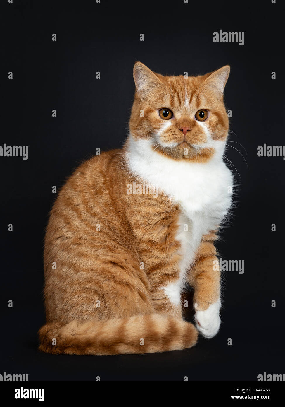 Red British Shorthair Tabby