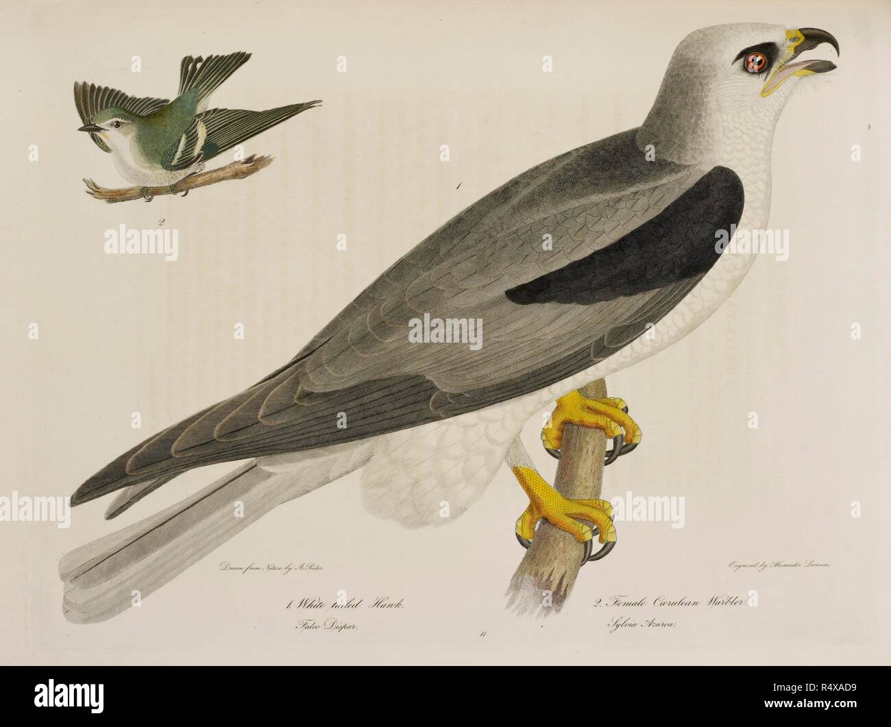 Hawk and Warbler. American Ornithology. Philadelphia, 1825-33. 1. White ...