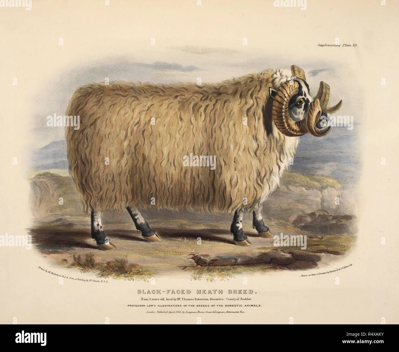 Black faced heath sheep hi-res stock photography and images - Alamy