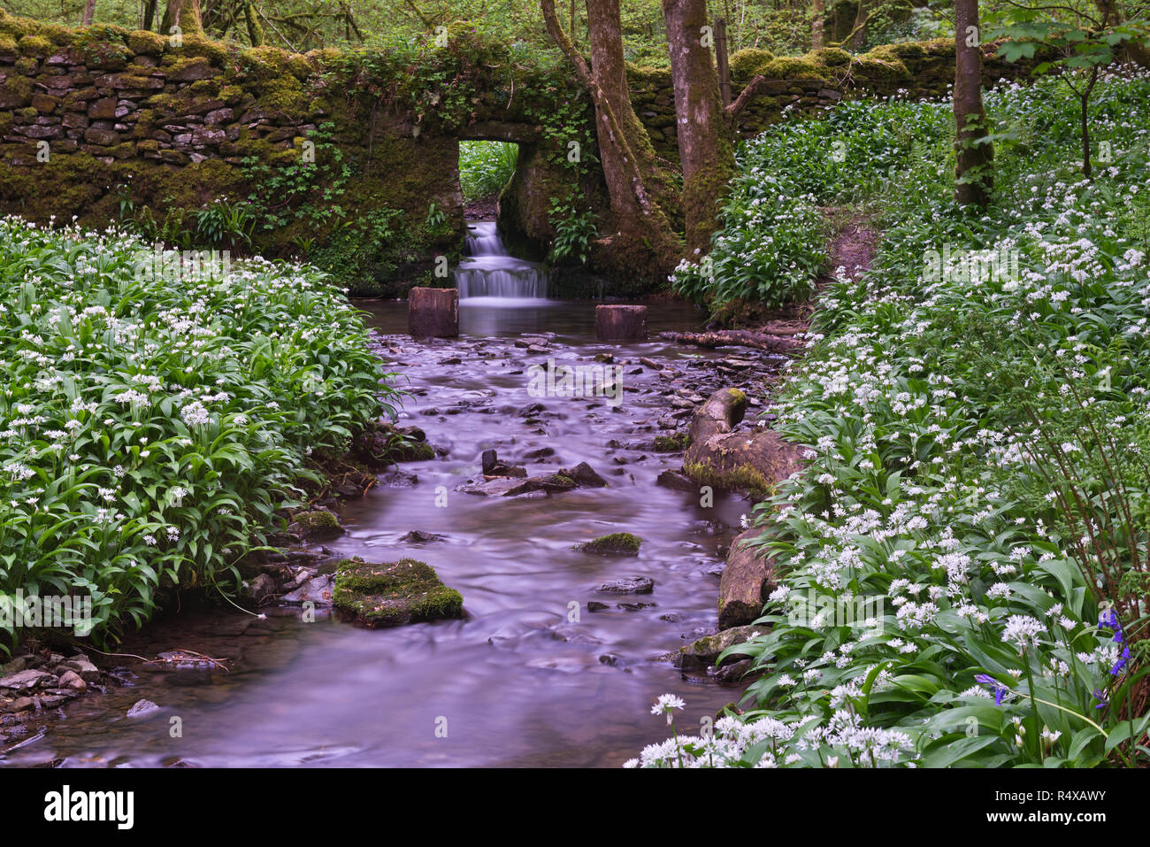 A springtime view of the stream at Long Wood Swallet in the Somerset ...