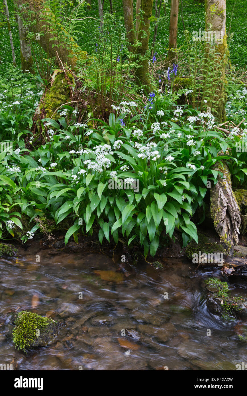 Wild garlic growing along the Longwood Nature Trail, part of the ...