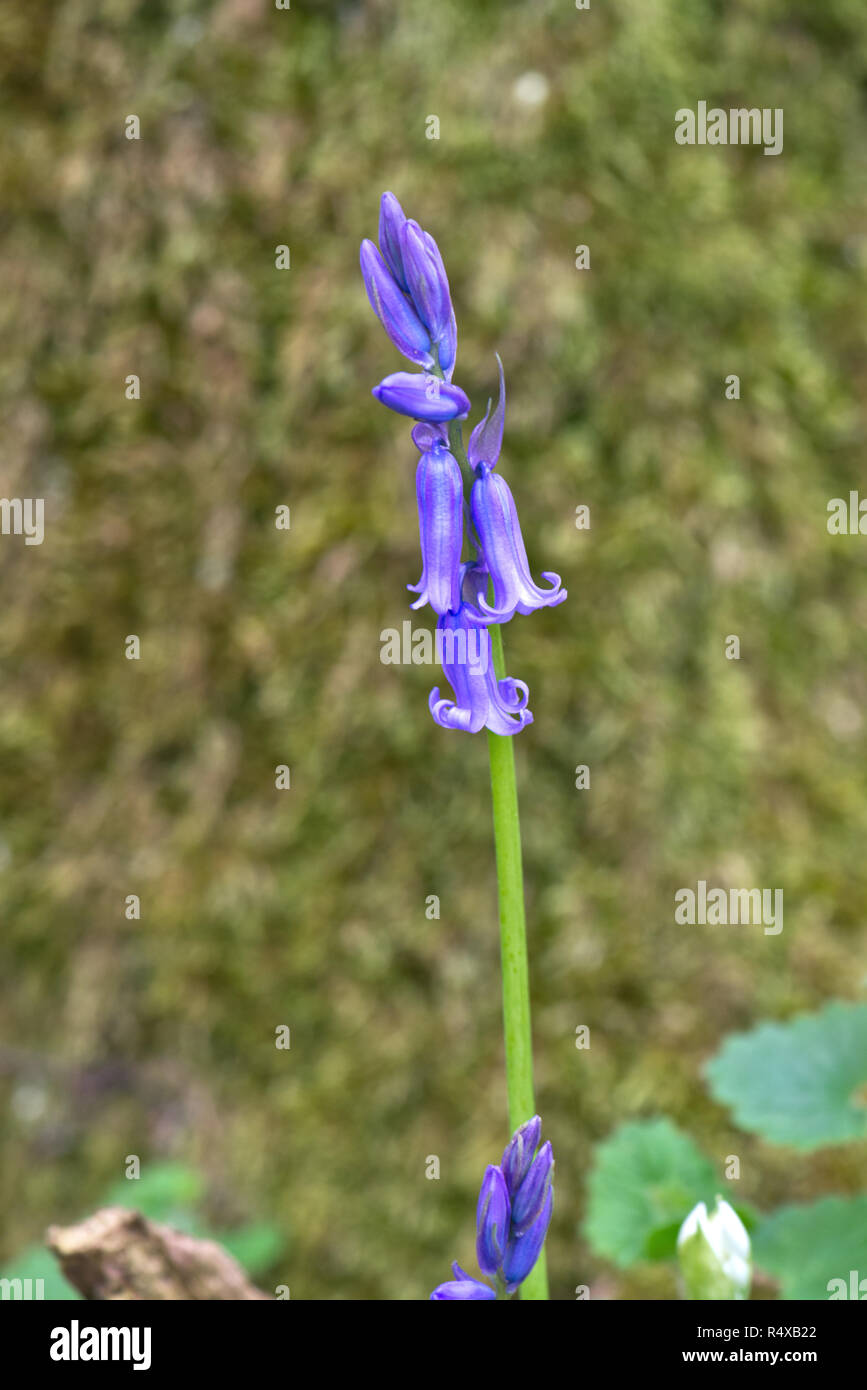 Bluebells growing alongside the Longwood Nature Trail, part of the ...