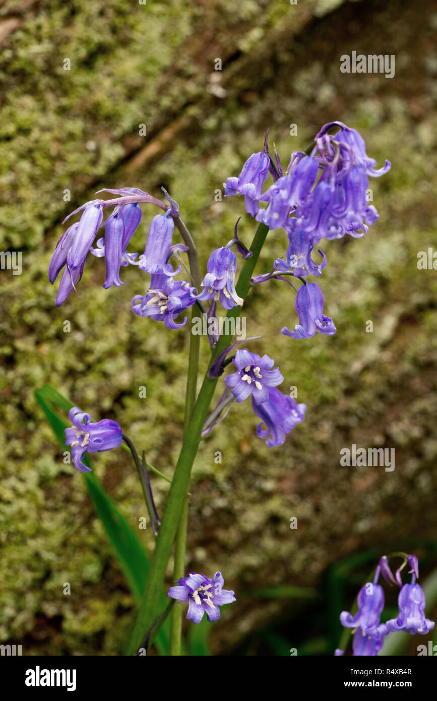 Bluebells growing alongside the Longwood Nature Trail, part of the ...