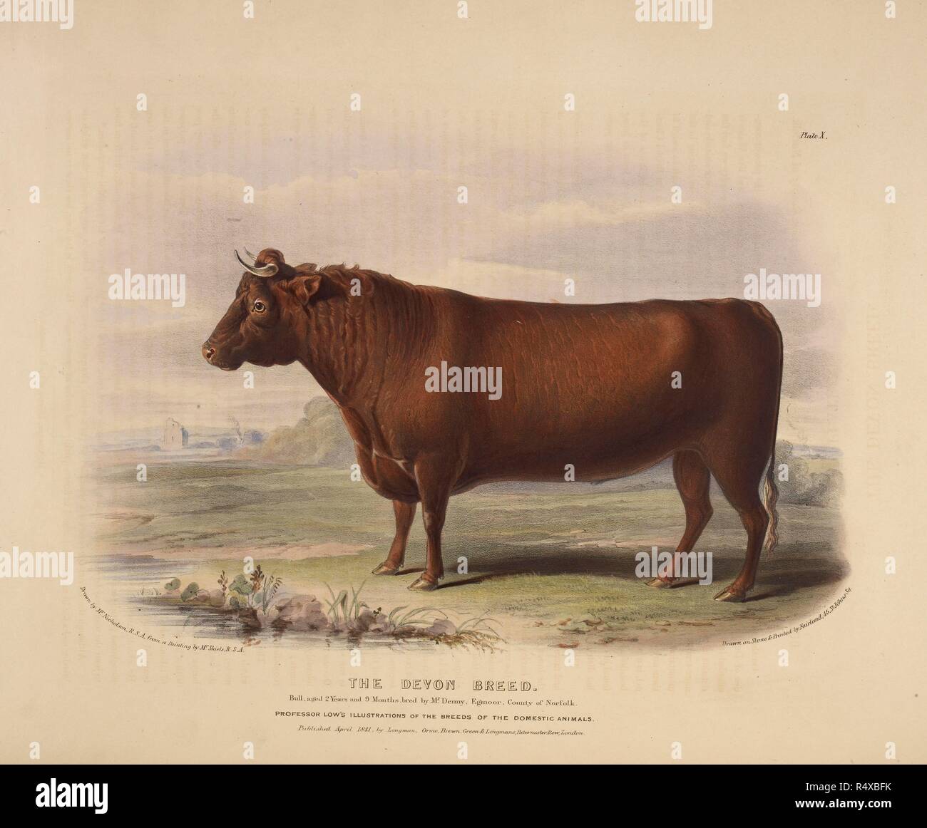 The Devon Breed. The Breeds of the Domestic Animals ... London, 1842 ...