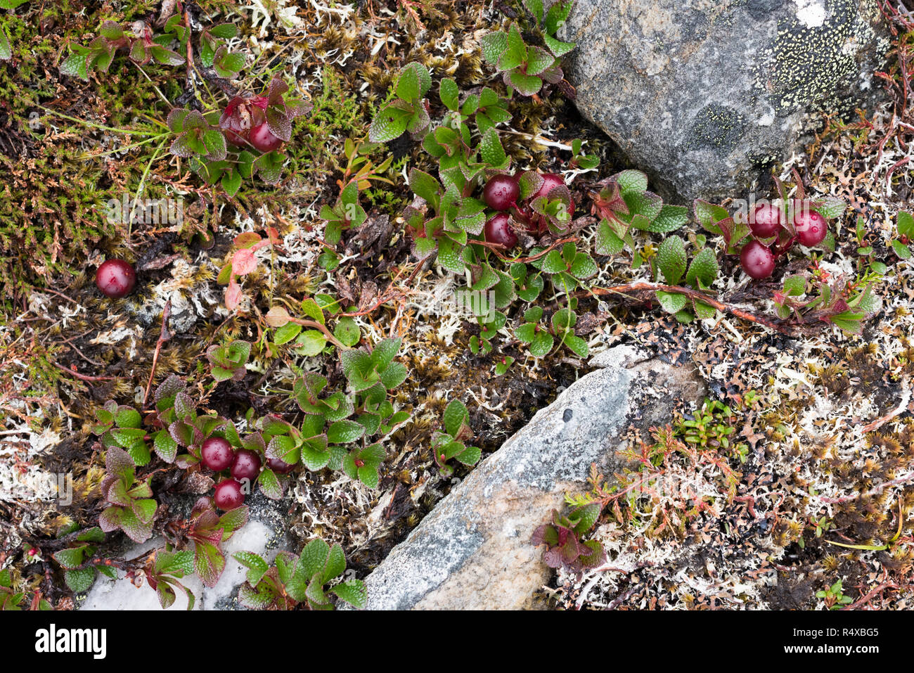 Calluna vulgaris arctostaphylos alpinus heath hi-res stock photography ...