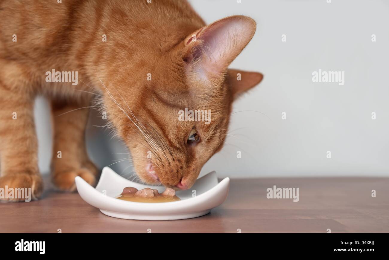 Close-up of a ginger cat eating from a pet food dish. Side view with ...