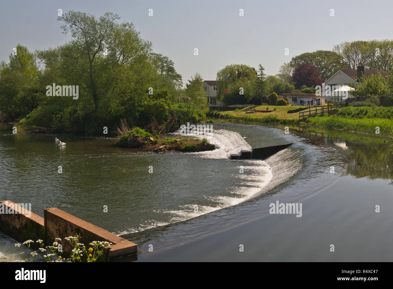 the River Tone passing over the weir at the village of Ham on the edges ...