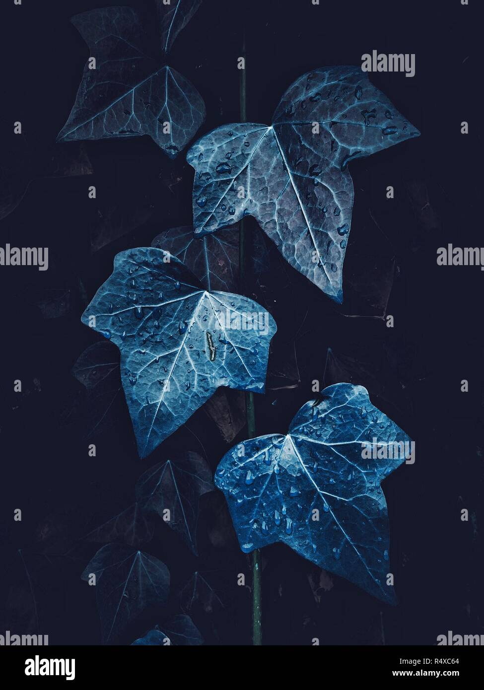 blue plants leaves texture Stock Photo - Alamy