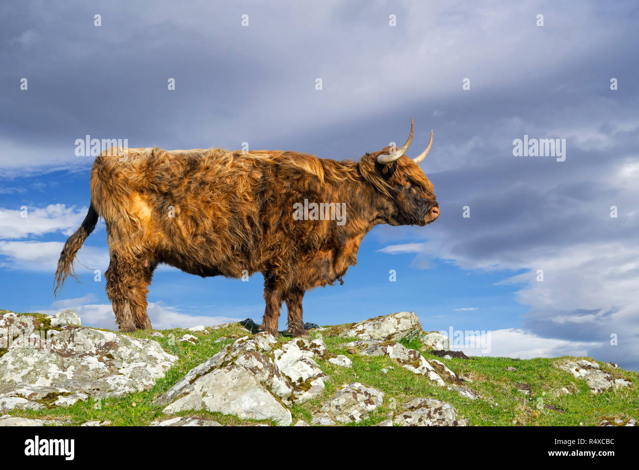 Shetland cow hi-res stock photography and images - Alamy