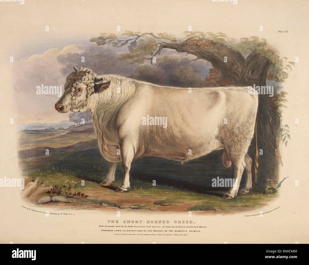 The short horned breed. The Breeds of the Domestic Animals ... London ...