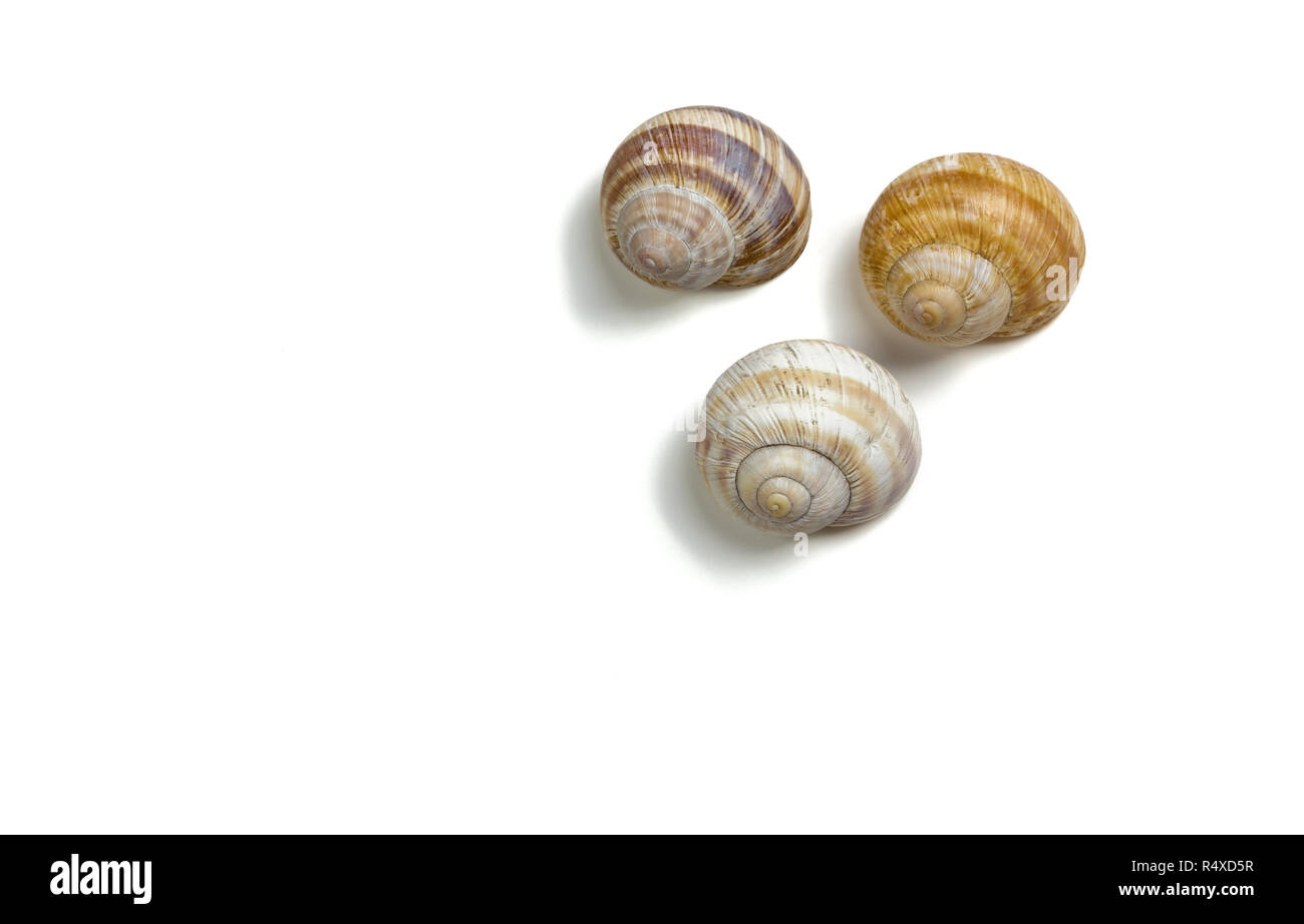 Right shell Cut Out Stock Images & Pictures - Alamy