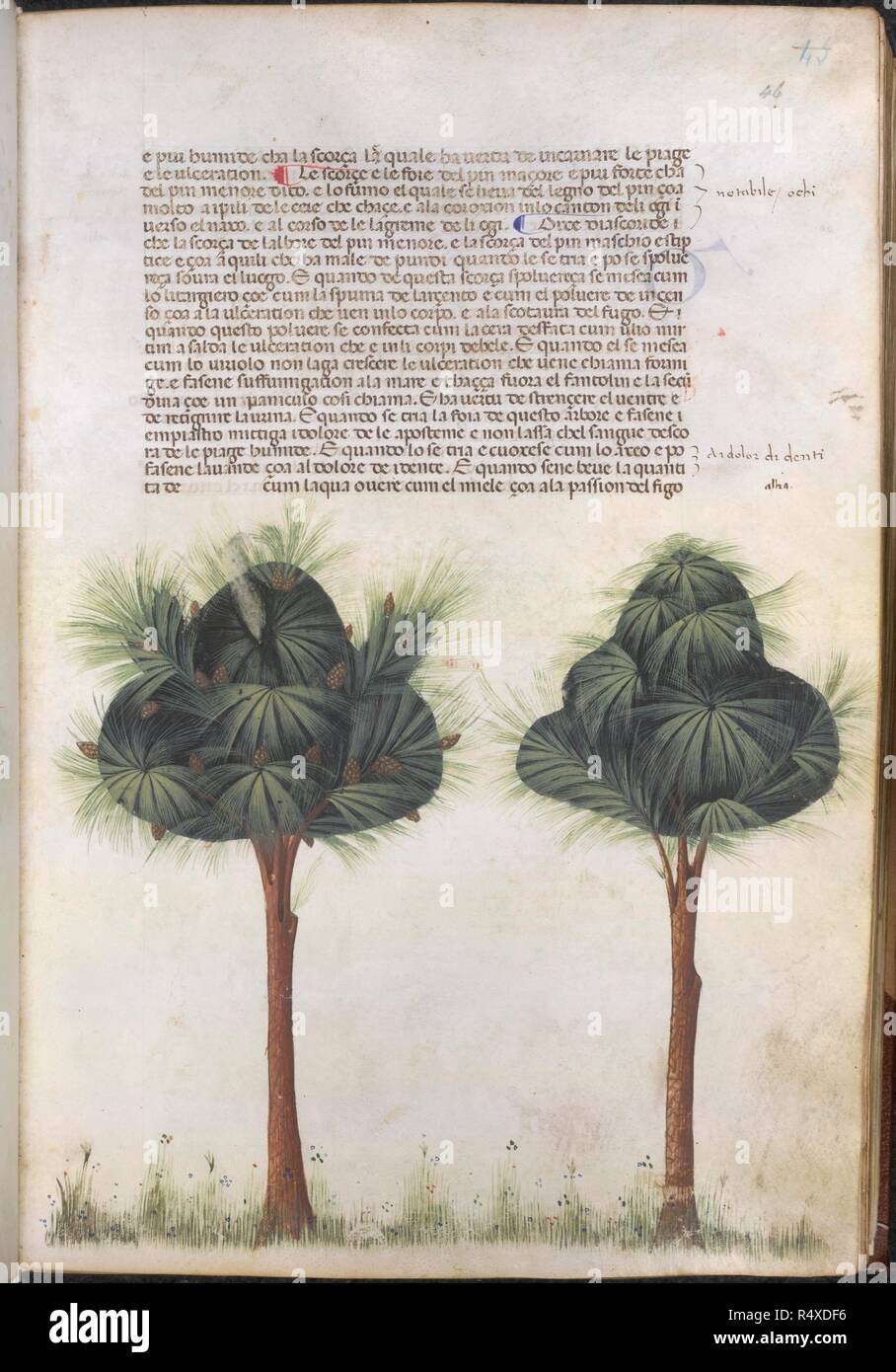 Two pine trees. Carrara Herbal. Two pine trees, complete with cones and ...
