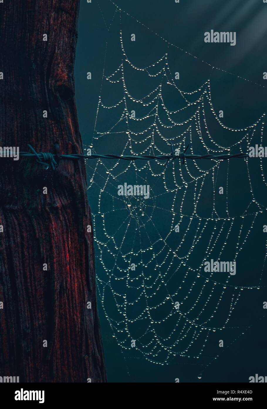 the spider web in the wire fence Stock Photo - Alamy
