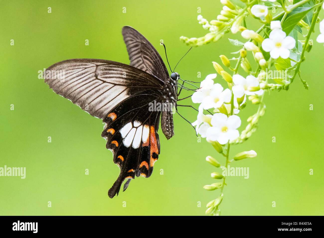 "Butterfly at Rest Stock Photo - Alamy