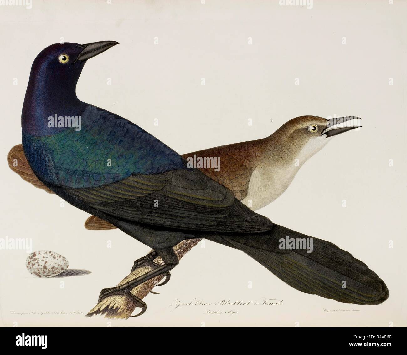 Great crow Blackbird. American Ornithology. Philadelphia, 1825-33 ...