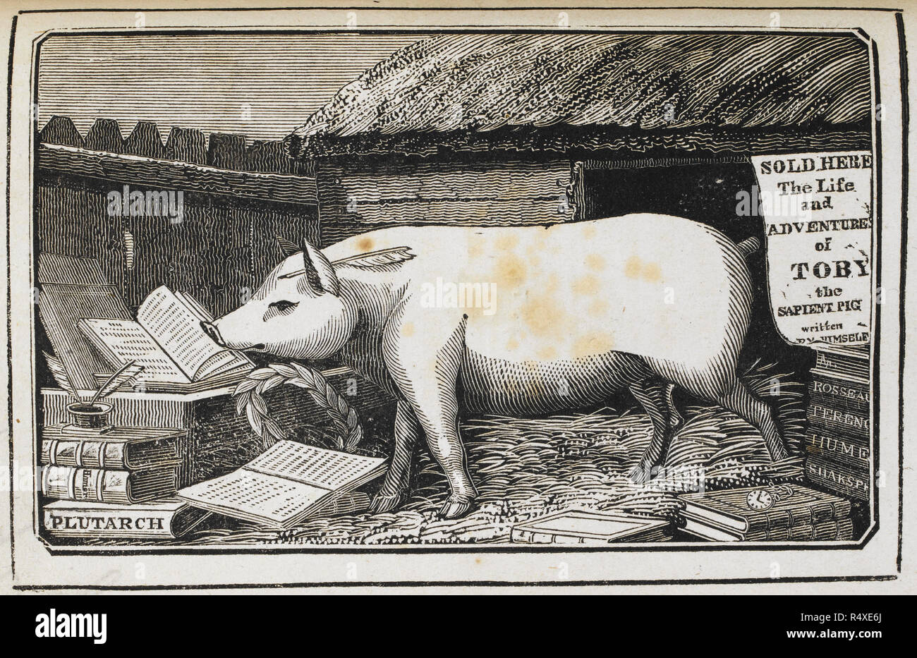 A pig reading a book. Toby the sapient pig was trained by Mr Hoare, a ...