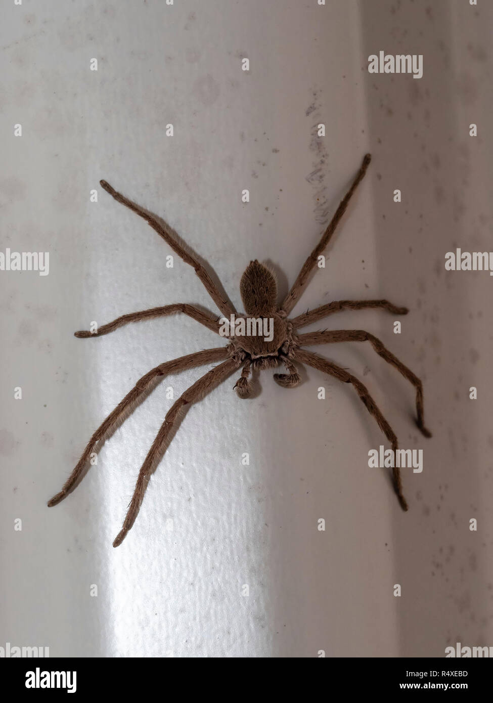 Huntsman spider hi-res stock photography and images - Alamy