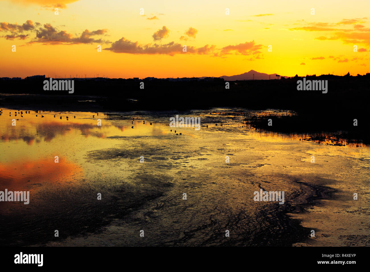 Birds of cyprus hi-res stock photography and images - Alamy