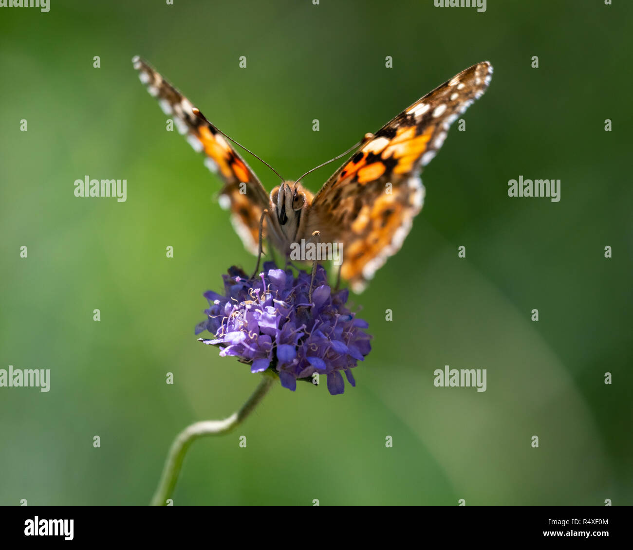 Painted Lady butterfly Stock Photo - Alamy