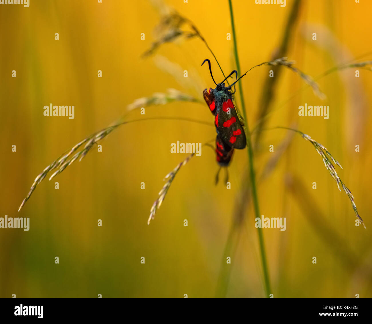 six spotted burnet moth Stock Photo - Alamy