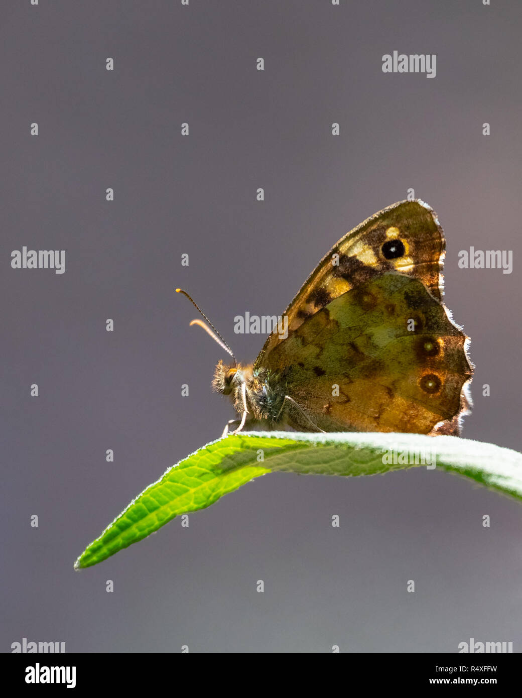 Heathland butterfly hi-res stock photography and images - Alamy