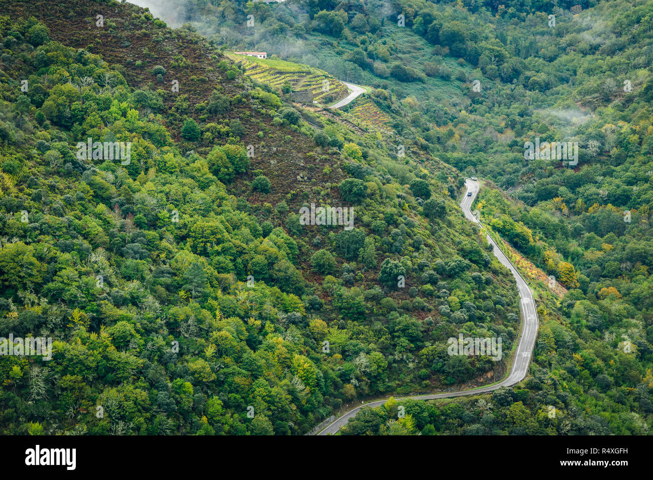 View of asphalt road, forest and vineyards along river Sil. Curvy ...