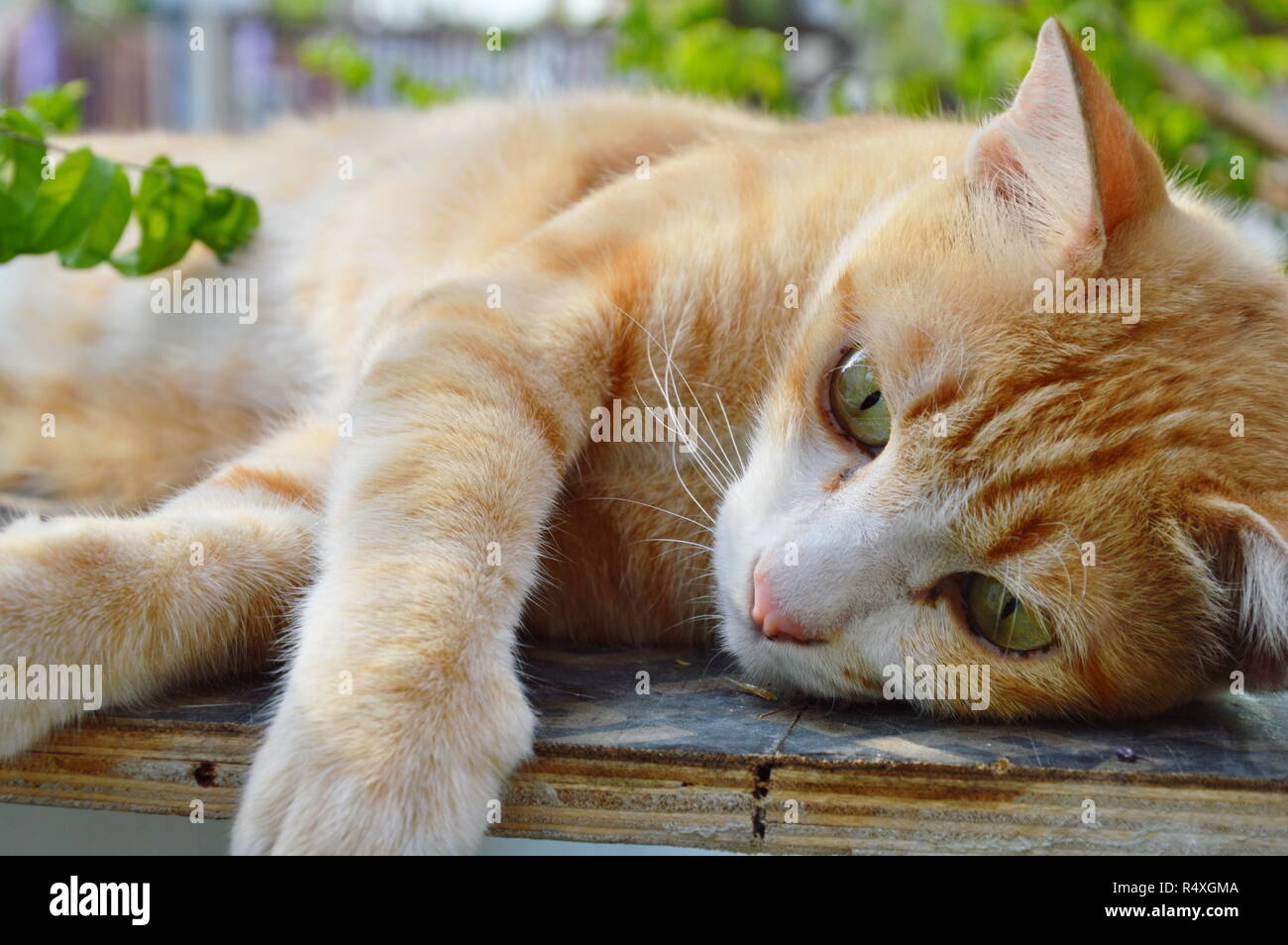 ginger cat on plank in the garden Stock Photo - Alamy